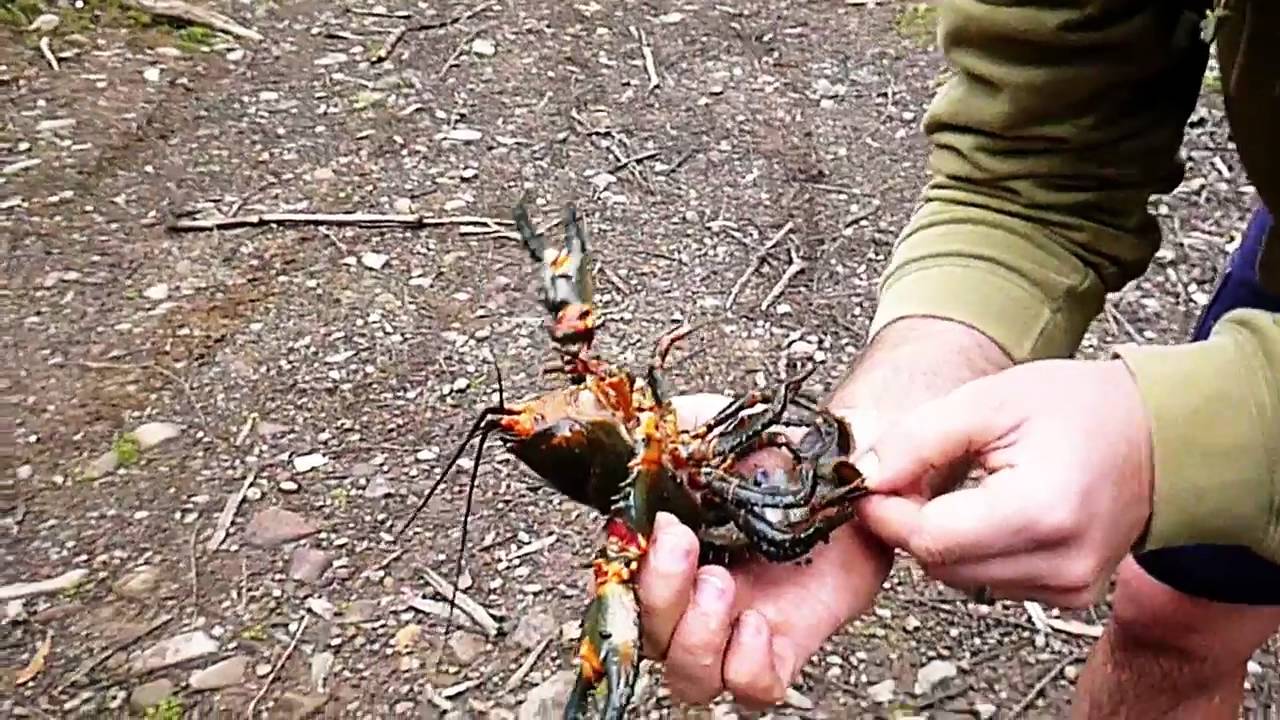 Freshwater spiny crayfish - YouTube