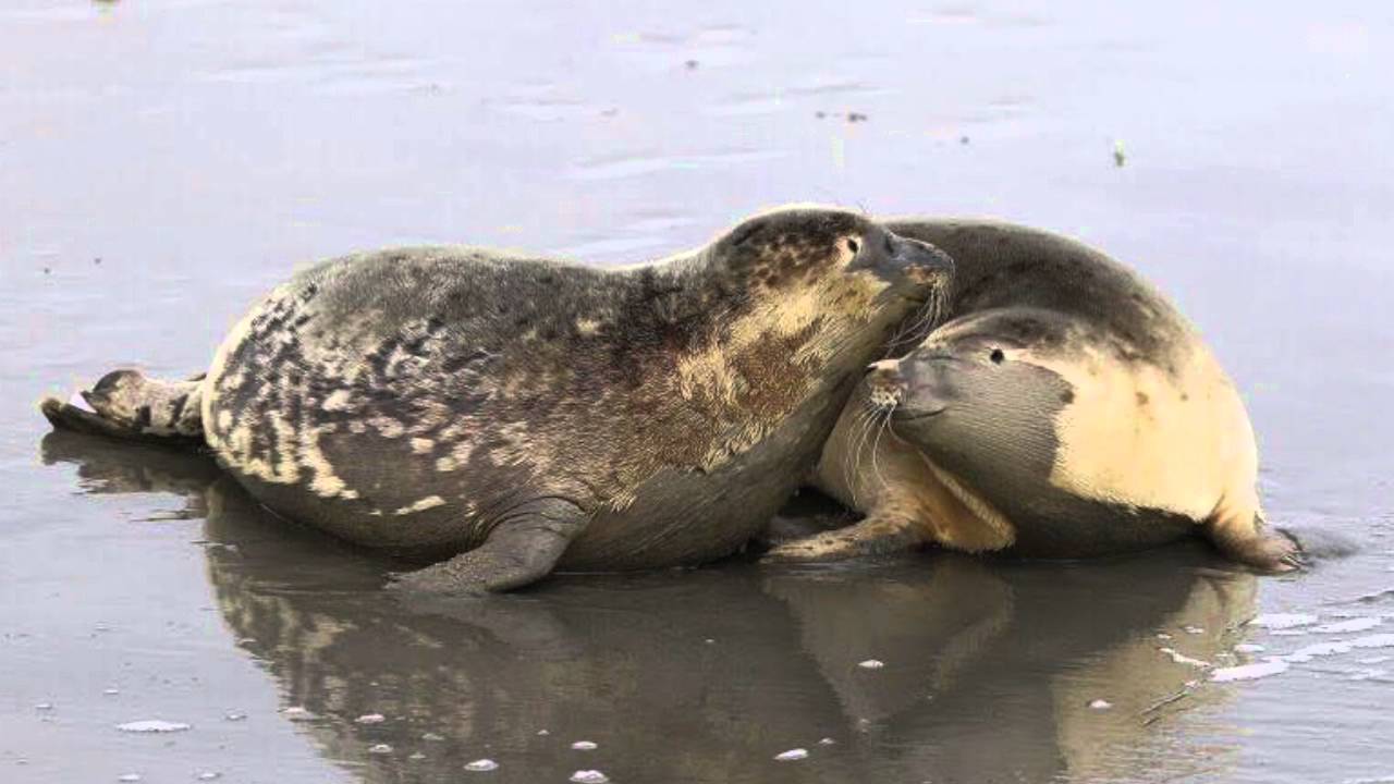 Releasing seals back into the wild (HD) - YouTube