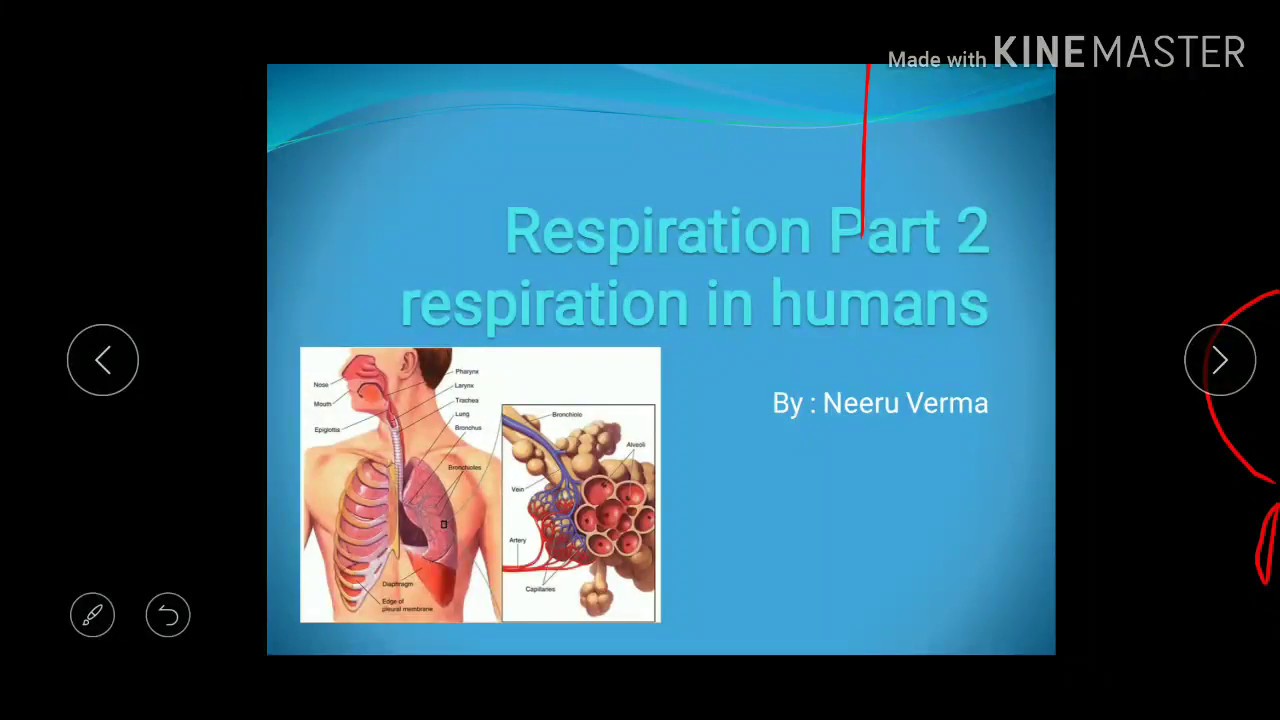 Respiration part 2, respiration in humans and mechanism of respiration ...
