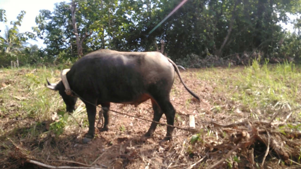 Ptr. Tim going to work while showing the location site - YouTube