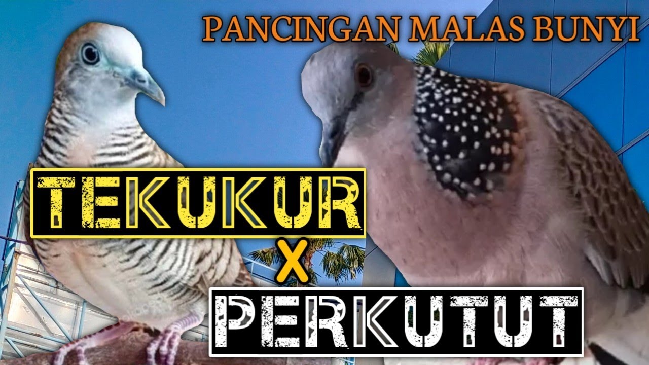 Suara Perkutut Lokal GACOR suara Keras X Tekukur jawa untuk PANCINGAN ...