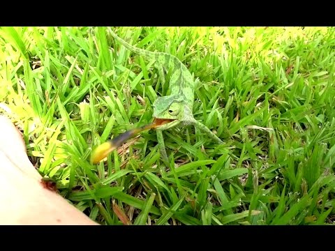 Katrina the Chameleon eating scrumptious cockroaches pt 2