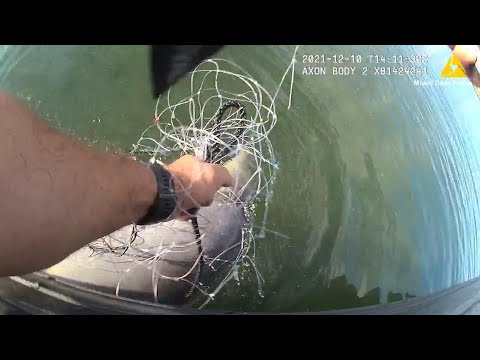 Police Officer Rescues Dolphin Caught in Net in Florida