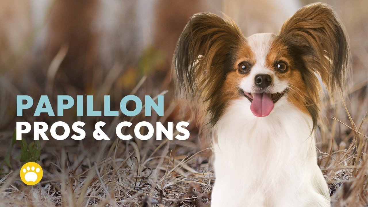 Is the Papillon Right for You? Pros and Cons - YouTube