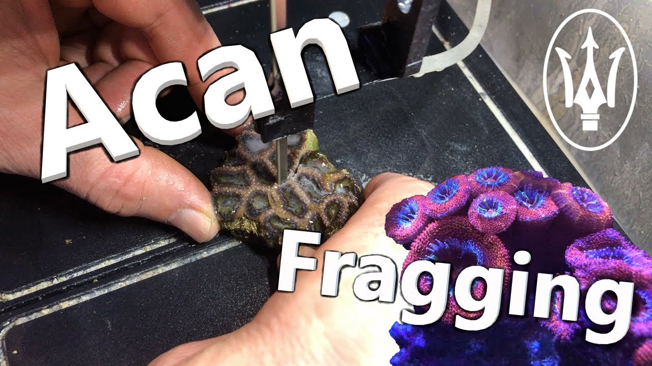 Coral Propagation 101: Fragging Acans and Favia - YouTube