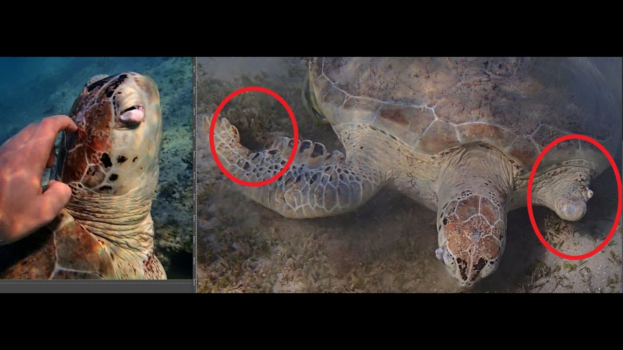 [LONG VERSION] Egypt - Marsa Alam - My Friend, The CUDDLY, Crippled ...