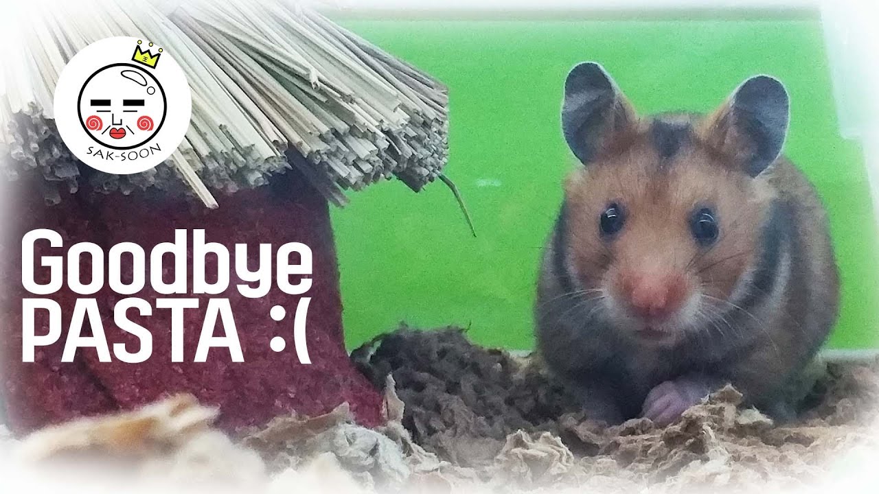 HAMSTER - Hammy Pasta 1 (Goodbye, Pasta..) - YouTube