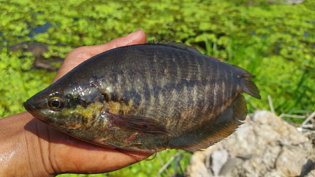 Mancing Ikan Sepat Siam Di Rawa Dapat Babon Super Jumbo || SF-85 - YouTube