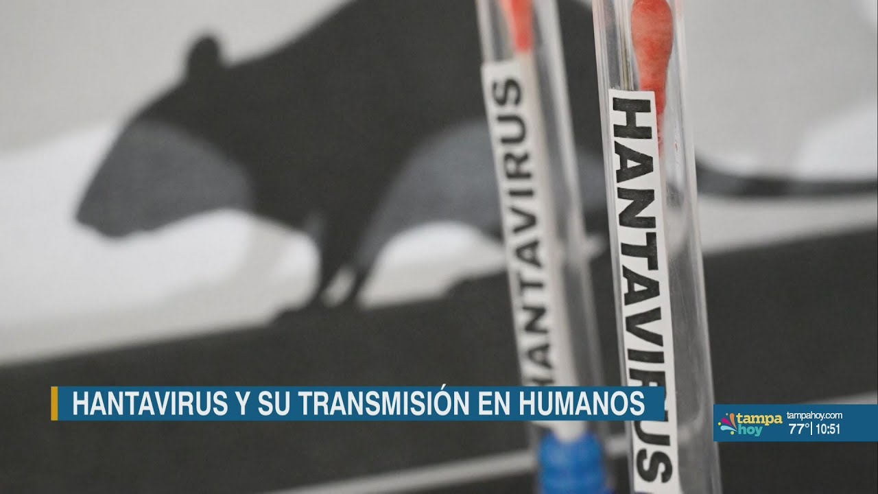 Qué es el hantavirus: epidemiólogo explica sus síntomas y transmisión ...