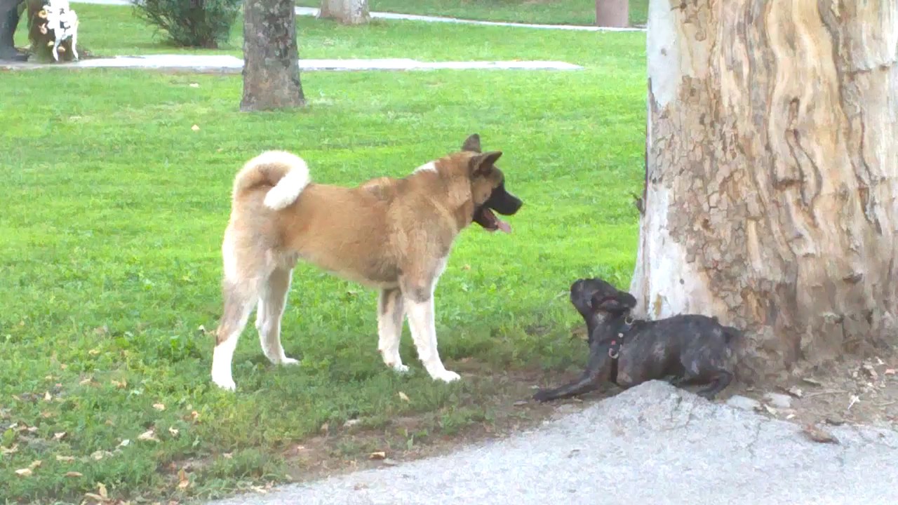 American Akita chases for French Bulldog - YouTube