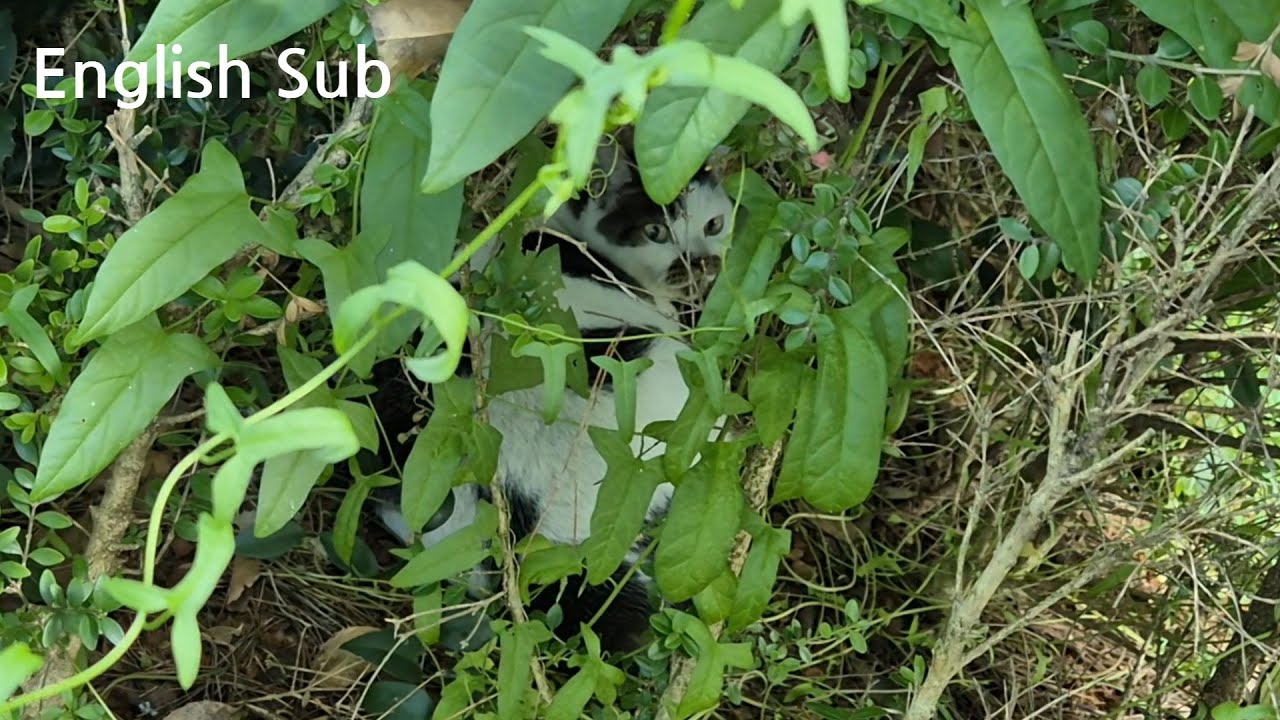 돌아온 수풀냥이 (Cat in the bush returned) - YouTube
