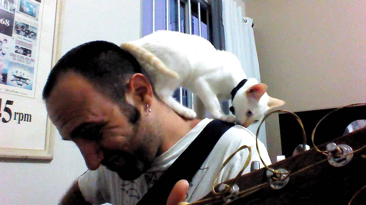 Seether - Fake It Acoustic :: Cat Hard - YouTube