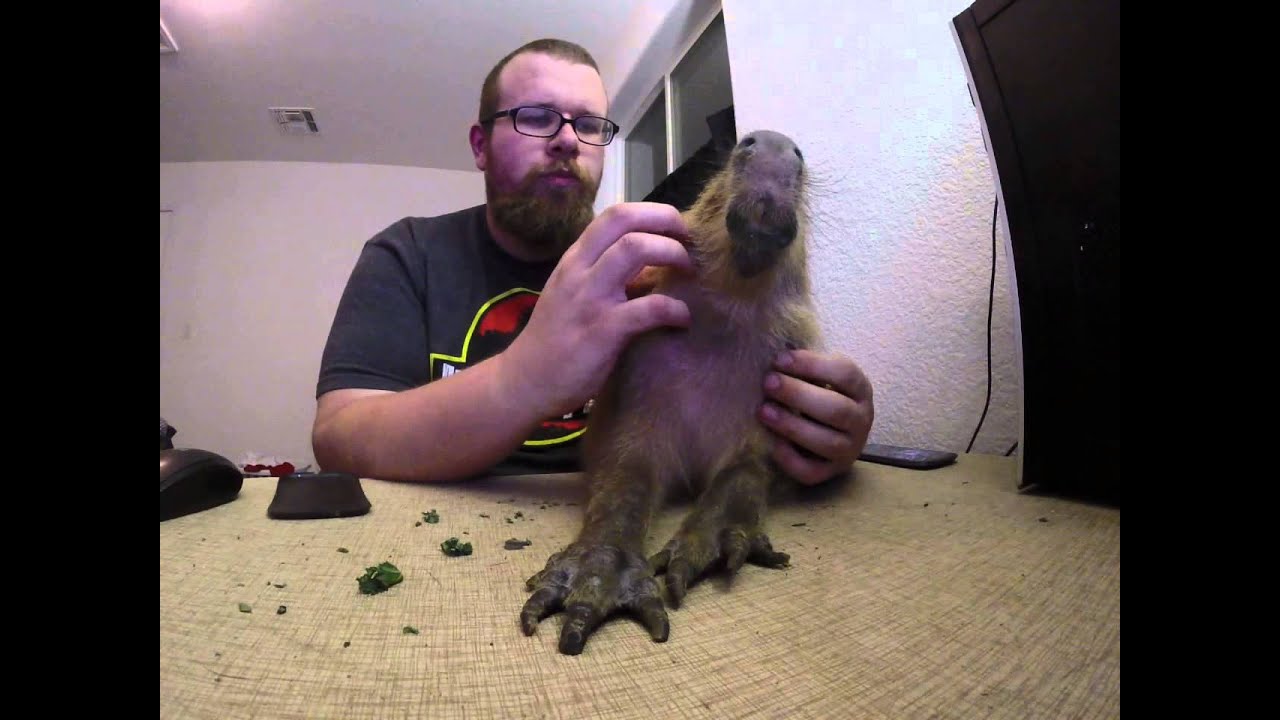 A bearded man scratching a capybara and beat boxing. - YouTube