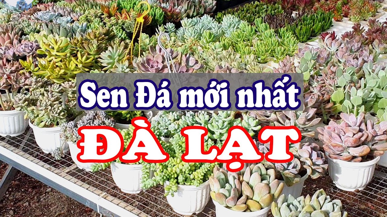 CẬP NHẬT SEN ĐÁ SIZE TRUNG CHẬU TREO MỚI NHẤT ĐÀ LẠT GIÁ RẺ SHIP TOÀN ...