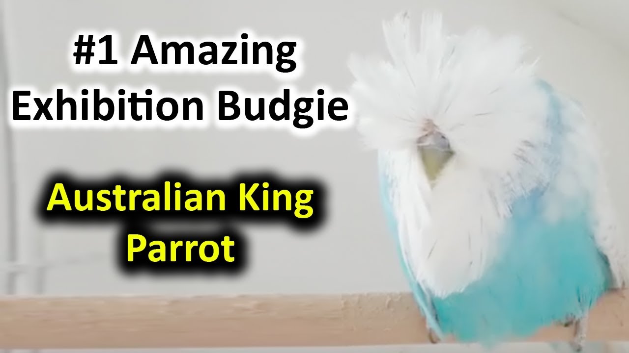 #1 Amazing Exhibition Budgie || Exhibition Australian Parrot ...