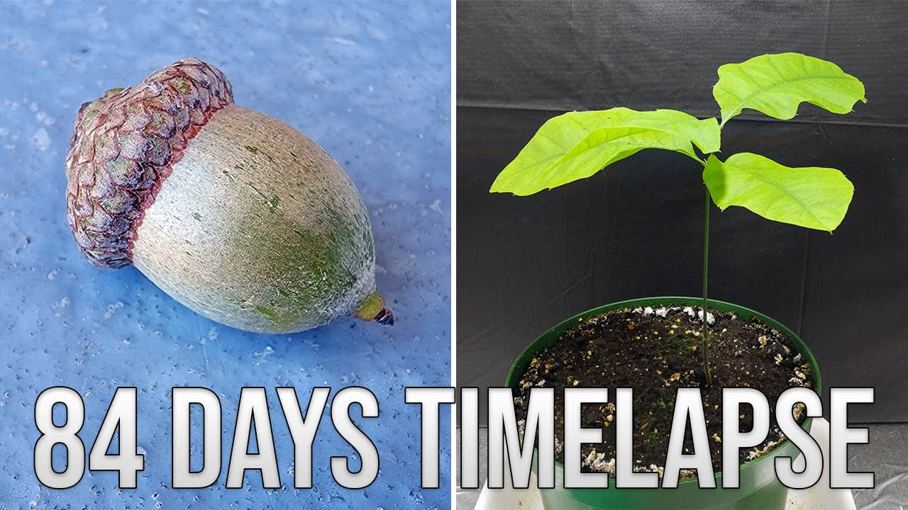 Grow Oak Tree form Acorn(Seed) (84 Days Time-Lapse) - YouTube
