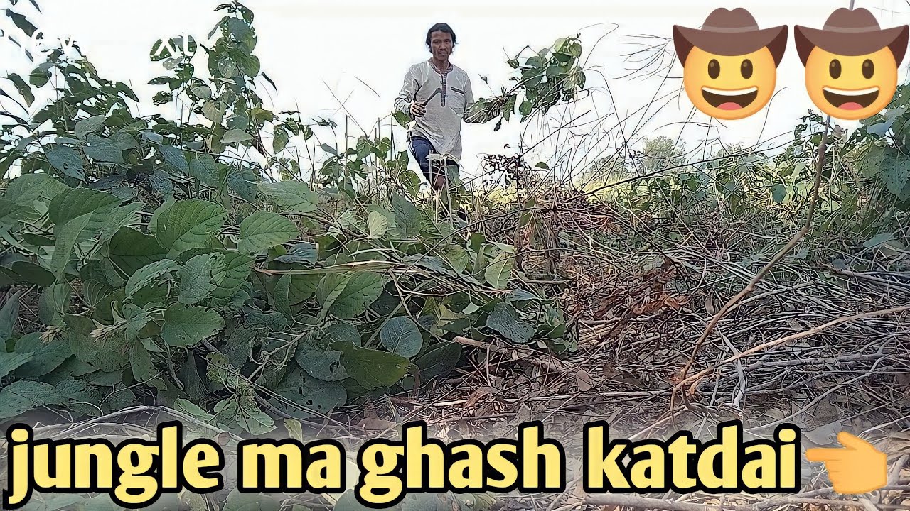 जङल मा घाश काटदइ| jungle ma ghash katdai | @shomghising vlogs chennel ...