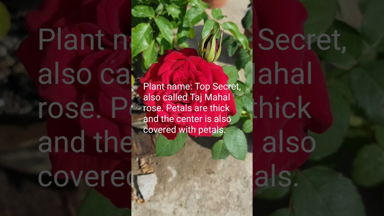 Top Secret rose plant also called Taj Mahal rose - YouTube