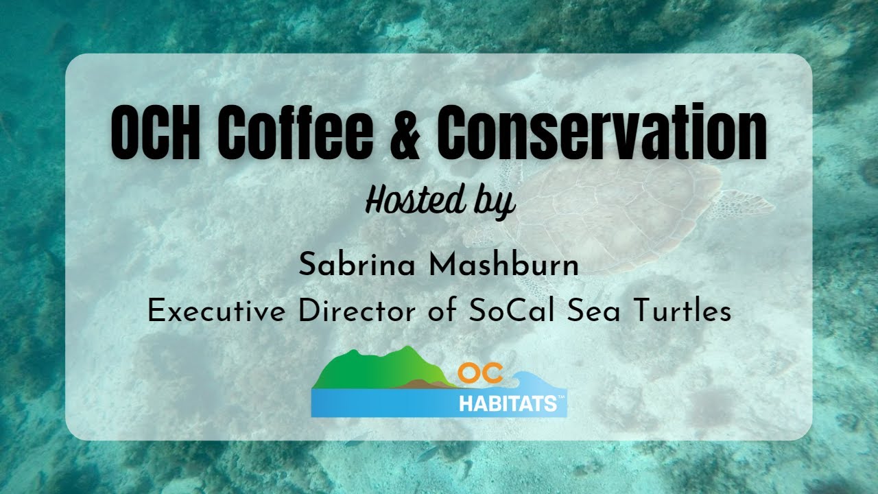 Sabrina Mashburn from SoCal Sea Turtles (Coffee & Conservation 2022 ...