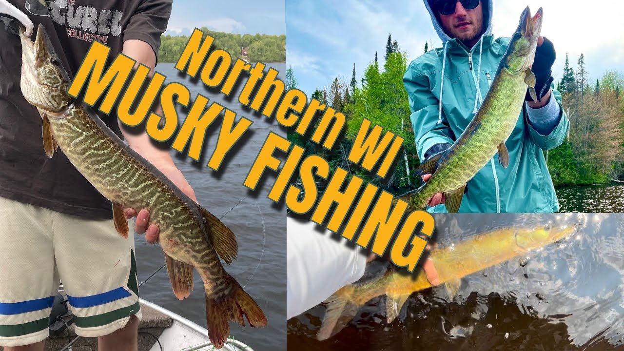 Northern Wisconsin MUSKY FISHING (Beautiful TIGER MUSKY caught & more ...