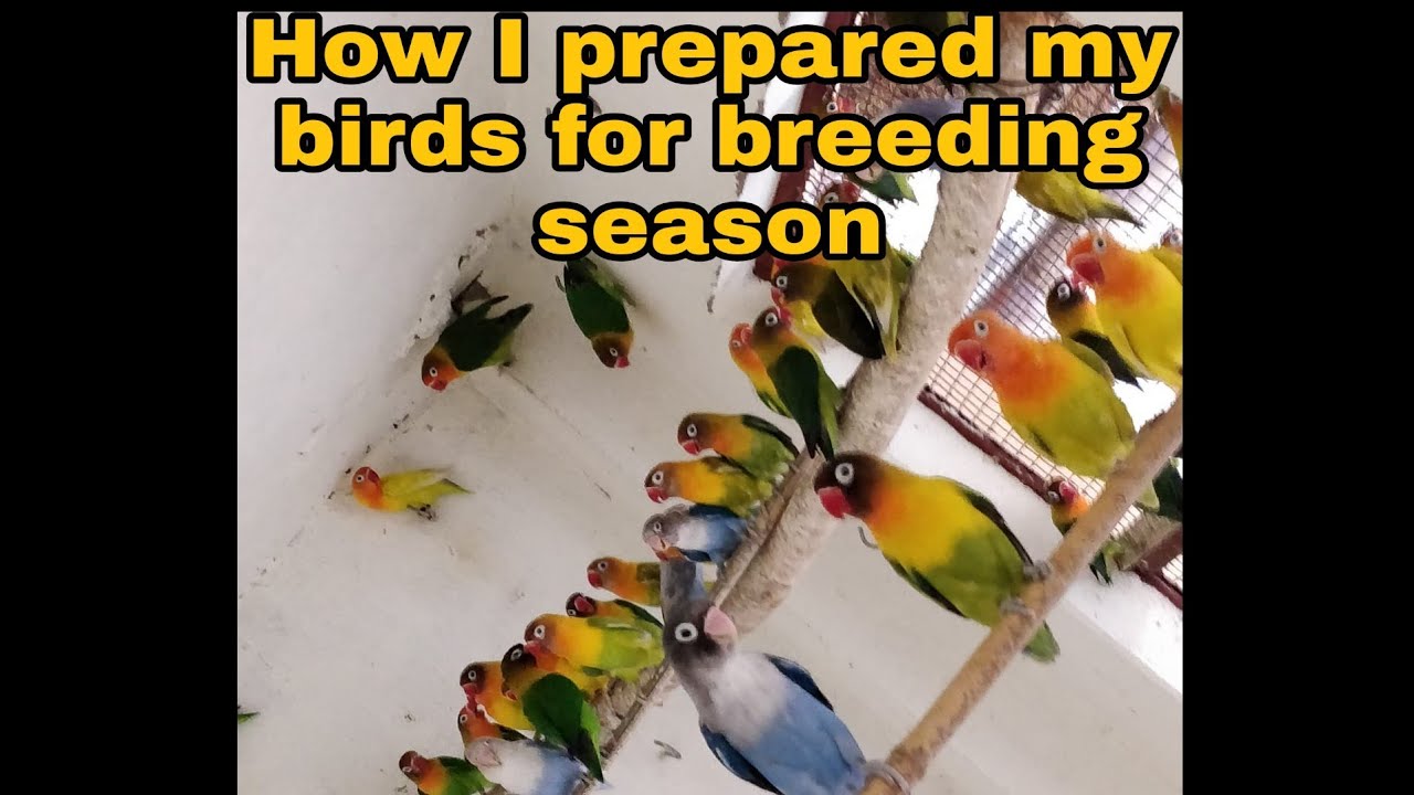 My preparation for breeding season - YouTube