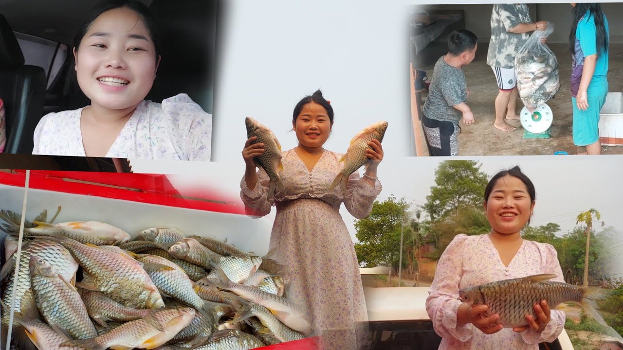 yuav tau ntses pas paj loj ntau kawg li - YouTube