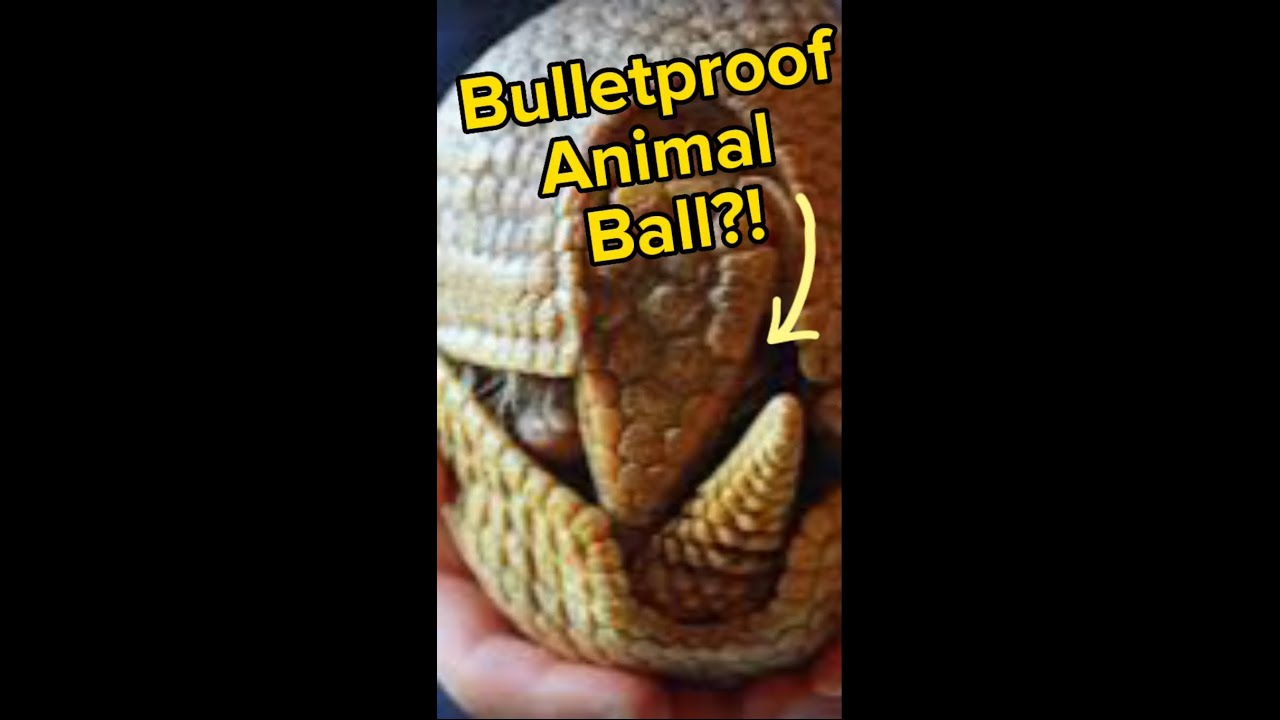 This Animal is BULLETPROOF? Unbelievable Facts About Nature You Didn't ...