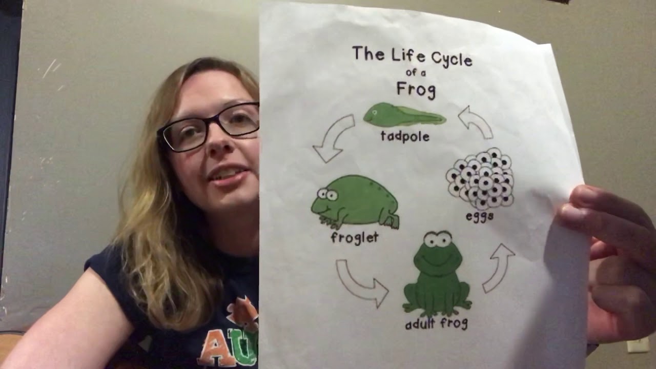 Frog Life cycle song- Watch as I grow! - YouTube