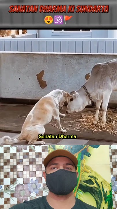 Dog and Gau Mata's Beautiful Bond: Sanatan Dharmaki Sundarta | Spiritual Connection #shorts ...
