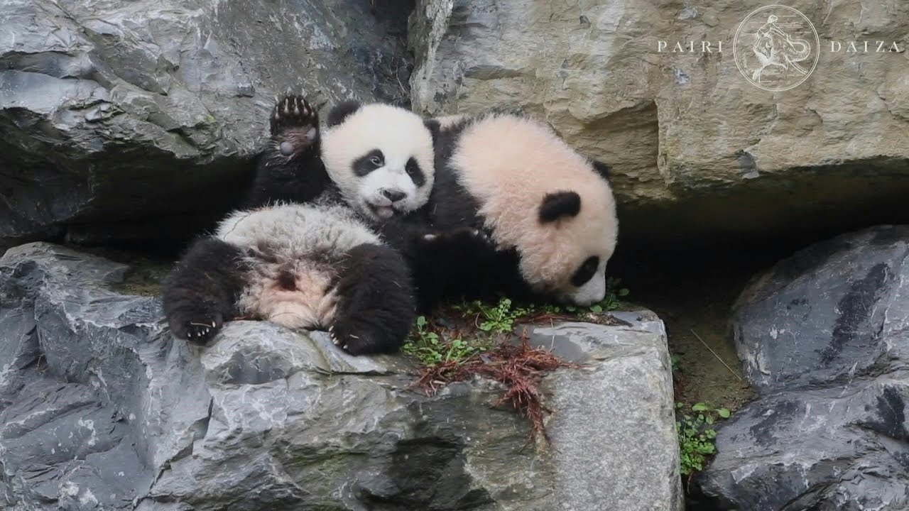 Twin pandas in Belgium zoo take their first steps outside | AFP - YouTube