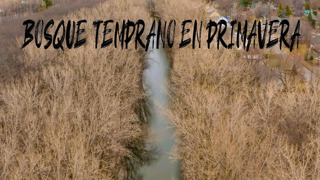 Bosque en Primavera, Comienzo de Colores y Plantas - YouTube