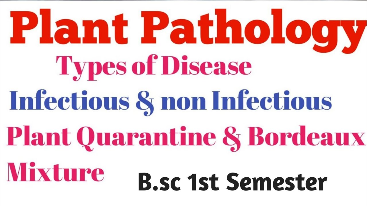 Plant Disease Infectious disease an Non Infectious Disease Bordeaux ...