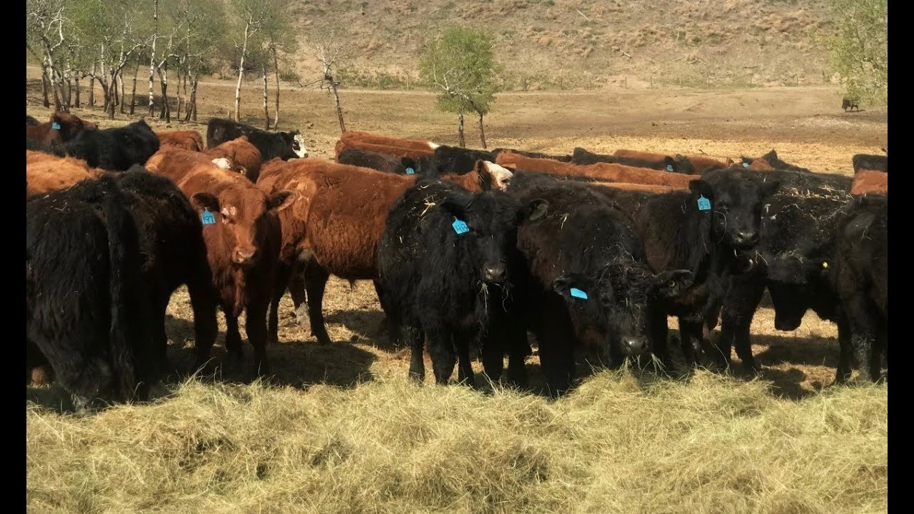 Cactus Ridge Cattle Co. 700# Angus X Steers - YouTube