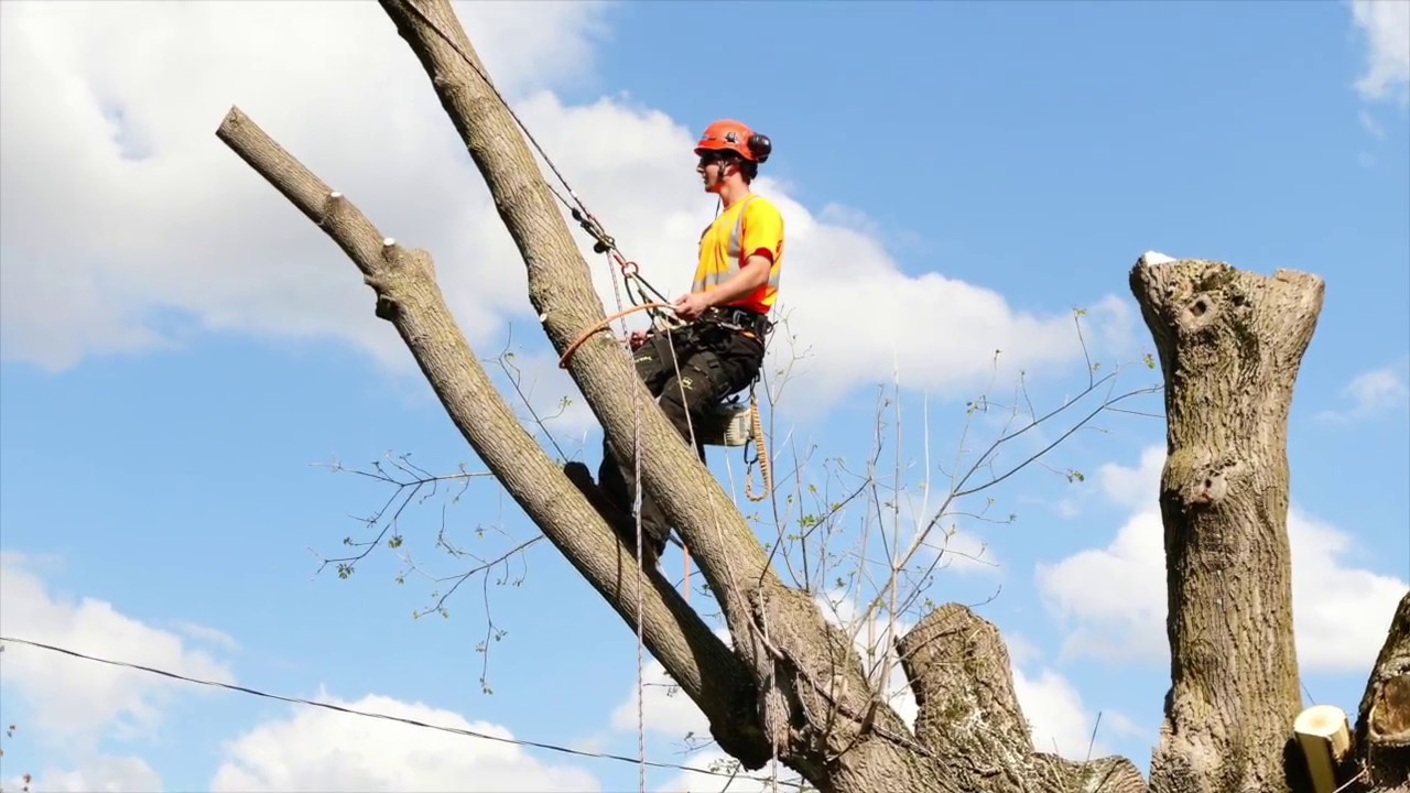Alain Huppé et Arboris - YouTube