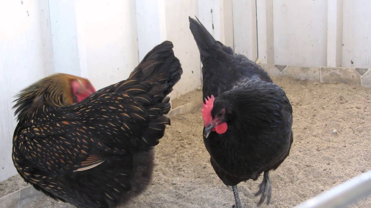 Chicken staredown - YouTube
