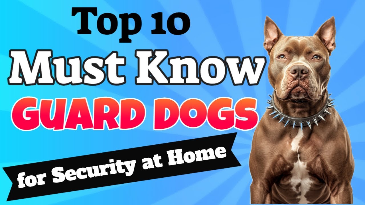 Top 10 Must Know Guard Dogs for Security at Home - YouTube