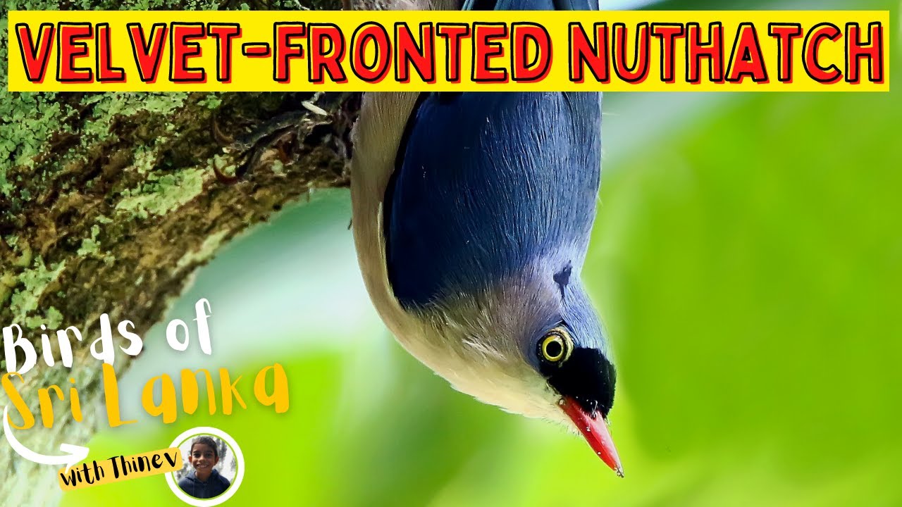 VELVET-FRONTED NUTHATCH | Birds of Sri Lanka with Thinev | Sound / Call ...