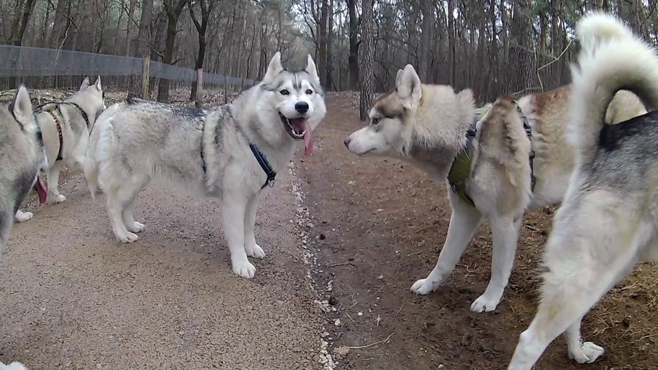 FAMILIE ONTMOETING ROEDEL VAN HUSKIES+HARSKAMP 6 MAART 2021 - YouTube