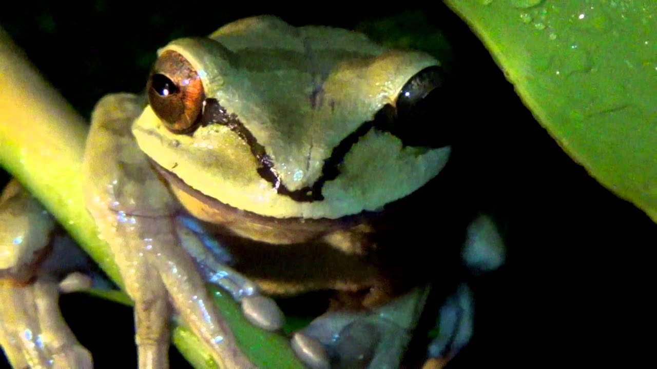 Smilisca phaeota (Masked tree frog) - YouTube