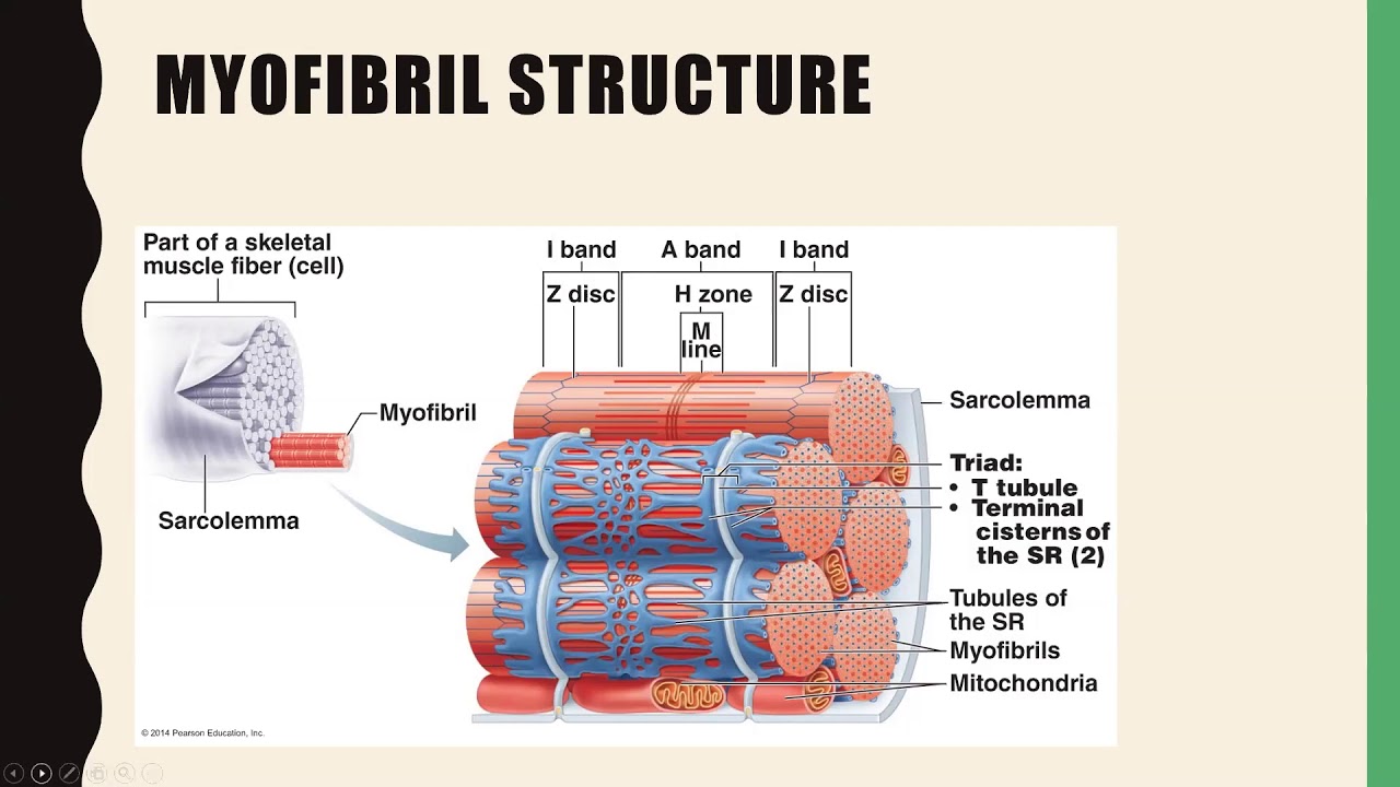 mon lab mus phys - YouTube