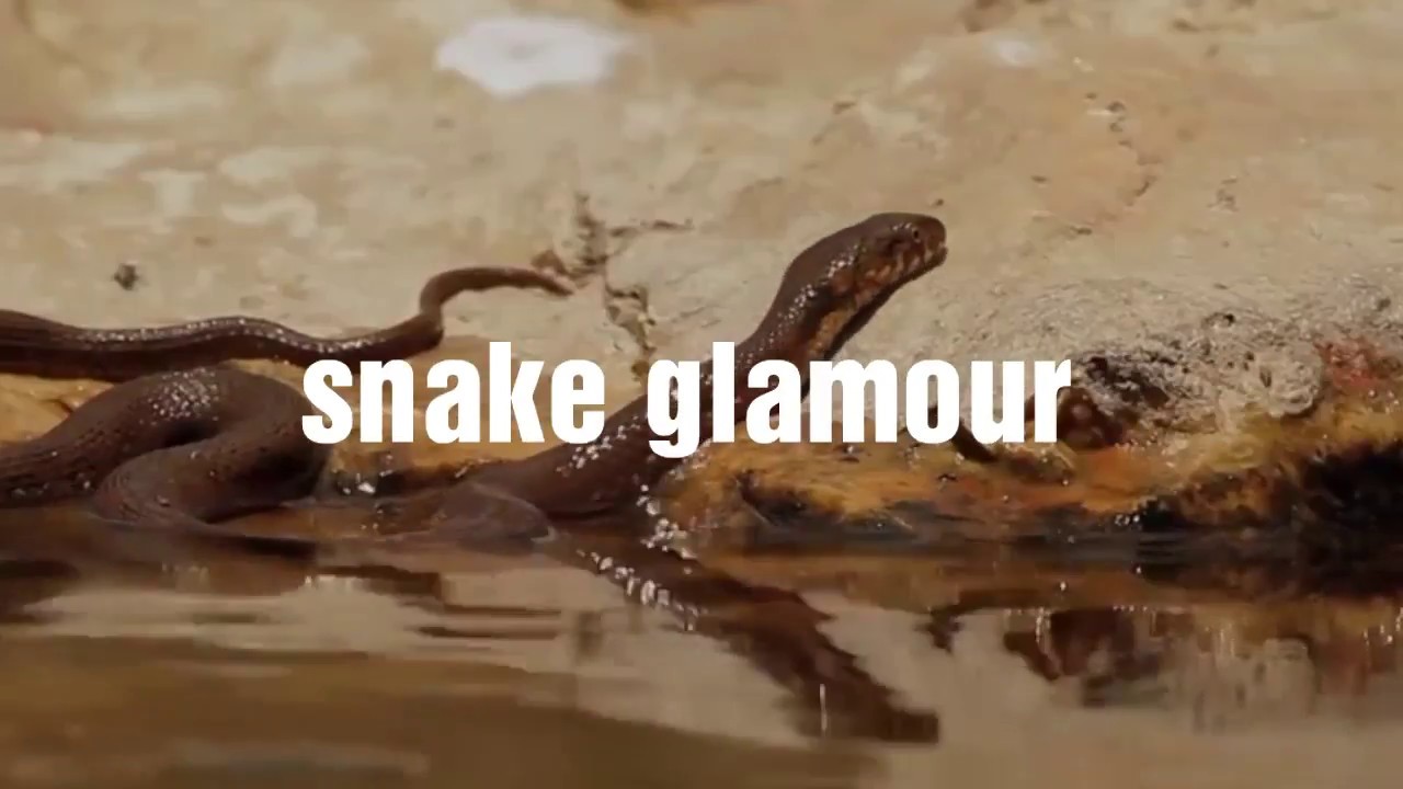 WILD COUPLE SNAKES GLAMOUROUS zapping souvage - YouTube