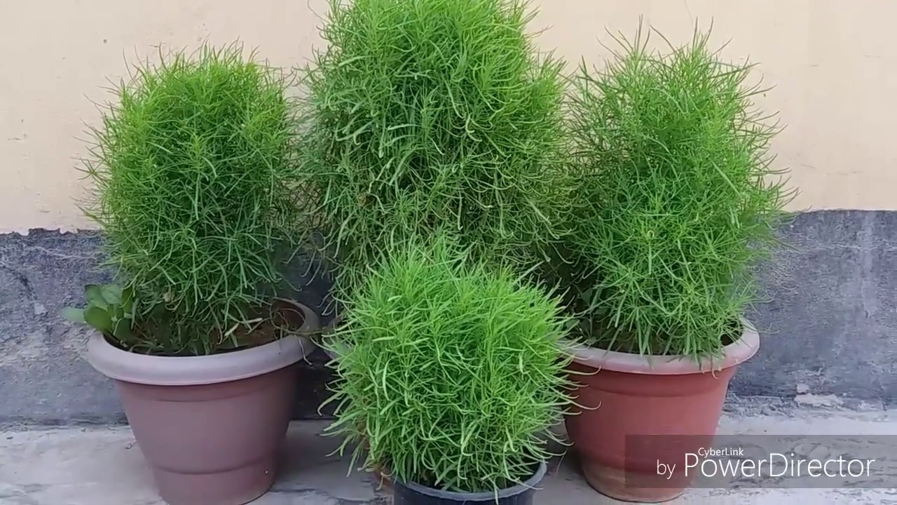 How to grow and care for kochia / burning bush ? . - YouTube
