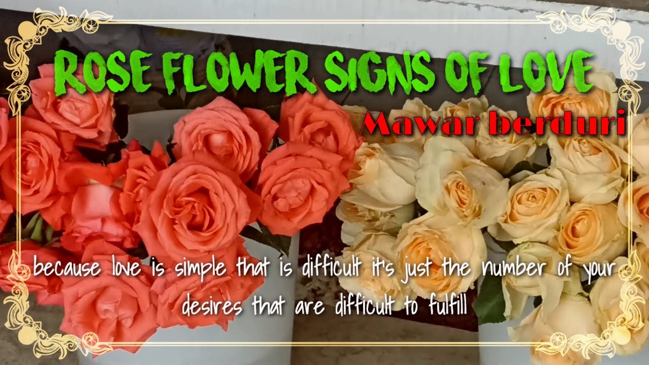 MAWAR BERDURI || ROSE FLOWER SIGNS OF LOVE #viral #reels #popular # ...