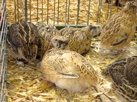 Caille des Blés et Caille Isabelle, Coturnix coturnix, Sausheim 2013 ...