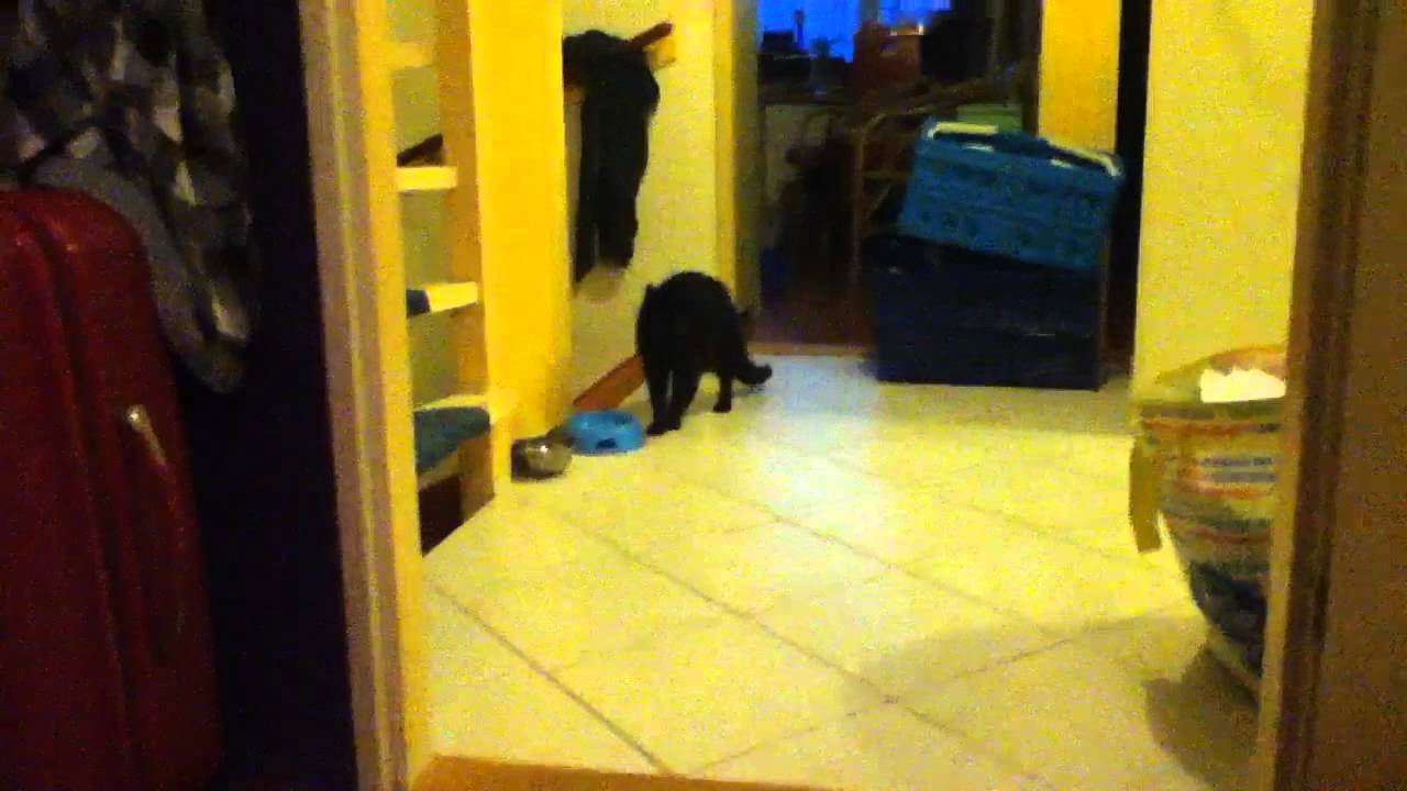 An Exploding Cat - YouTube