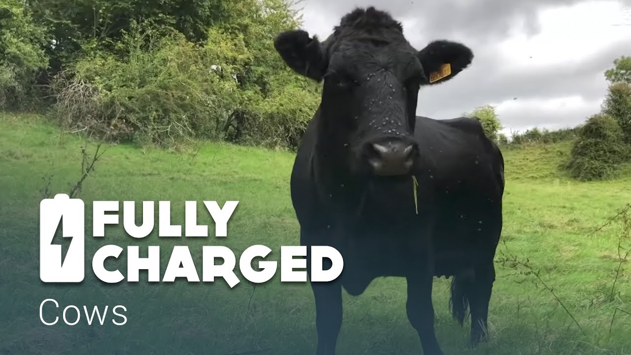 Cows | Fully Charged - YouTube