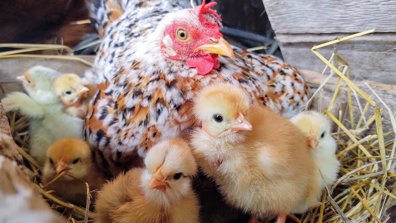 galinhas garnizés chocando e com pintinhos, atualização!! - YouTube