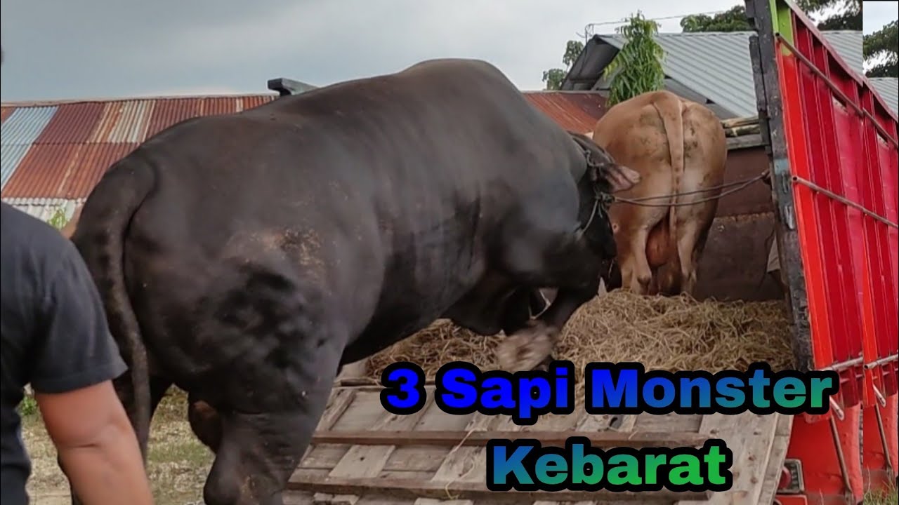 3 sapi Monster berangkat ke barat Siap Ikut Kontes APPSI kerawang - YouTube
