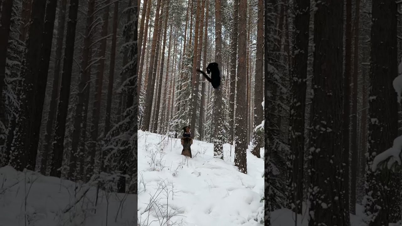 Flying Panther 🙈😂 - YouTube