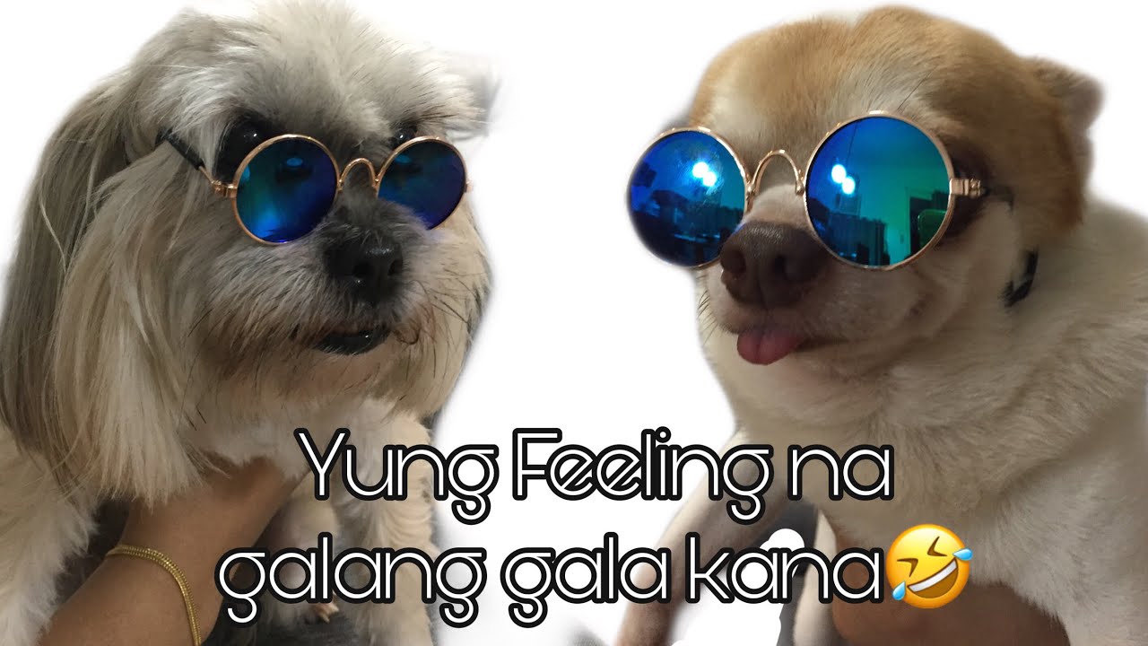 Asong gala | Galang gala na aso | Toy Dogs | #shorts - YouTube